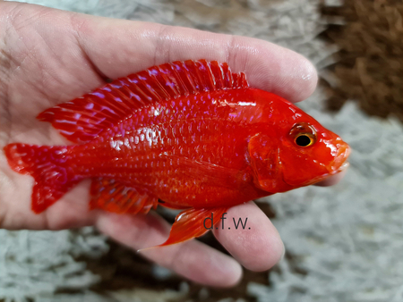 Pseudotropheus - DEMASONI