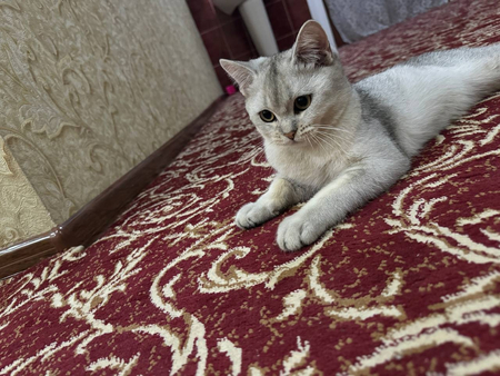 Скоттиш страйт серебристый, шиншилла серебристый окрас