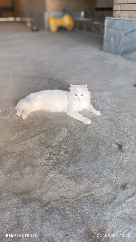 Отдам котяти породистые