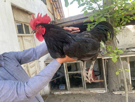 Qora shag‘zoda xo‘roz sotiladi