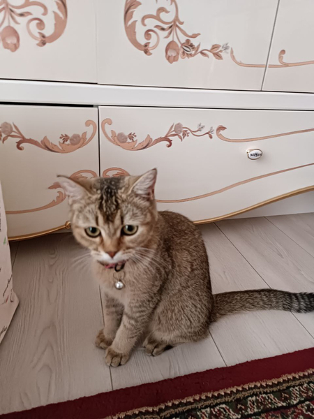 Скотиш страйт сотилади
