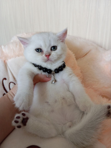 Готовится к продаже котёнок серебристая шиншилла Пойнт!