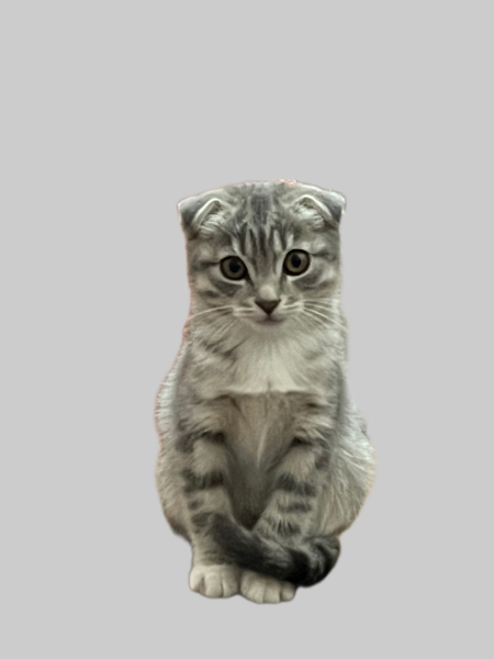 Шотландский вислоухий котенок