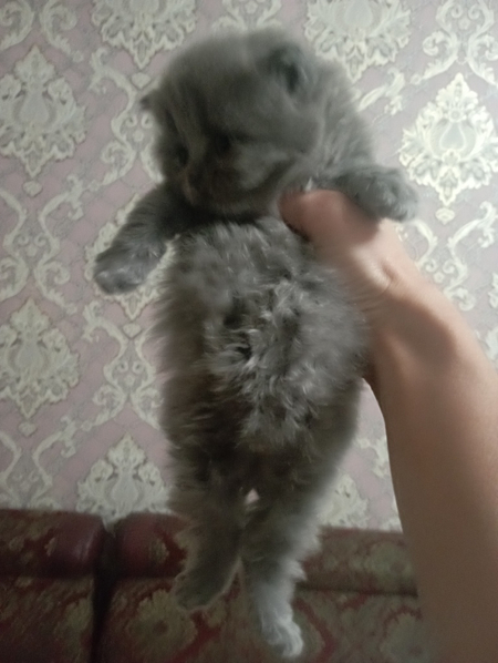 Продается мальчик скоттиш страйт.