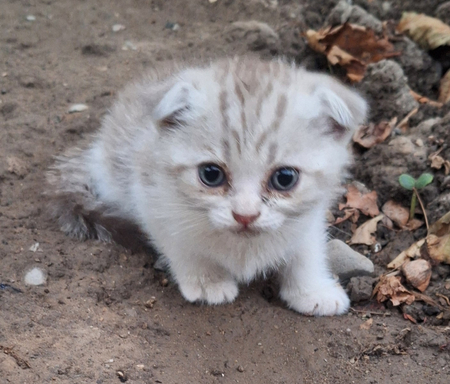 Котята скоттиш фолд