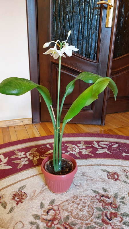 Амазонская  Лилия