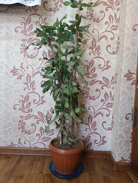 Kaktuslar sotiladi
