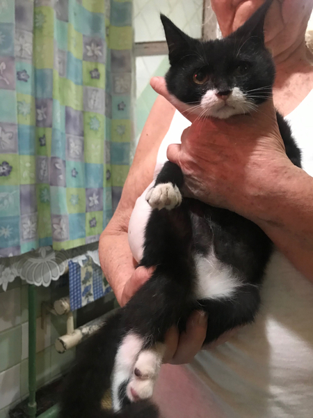 Отдам котёнка в хорошие руки