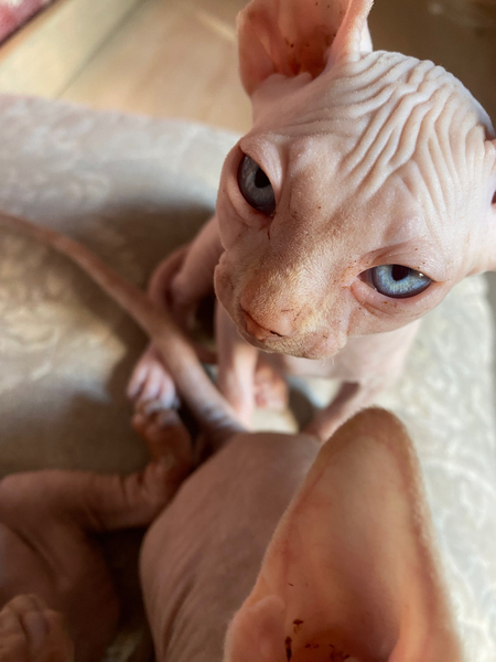 Котята Сфинкс 3 месяца мальчики
