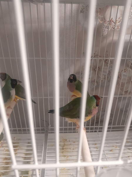 Амадина гульда птицы