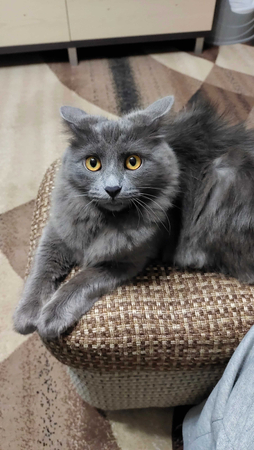 Кошка Нибелунг 5месяц
