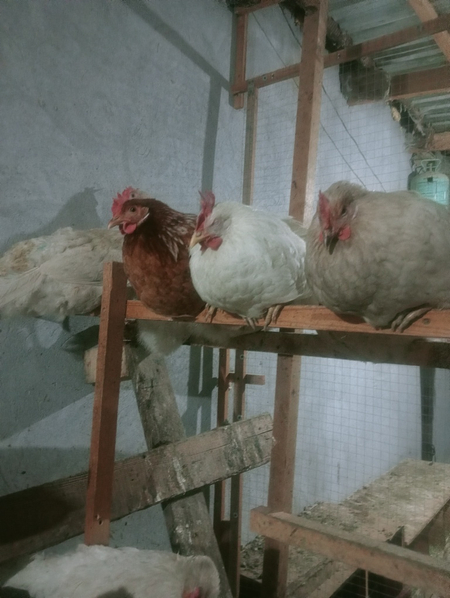 Яйца домашние экологически чистый продукт