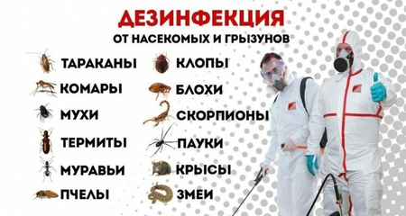 Дезинфекция тараканов, клопов, мышей, крыс, плесени 24/7
