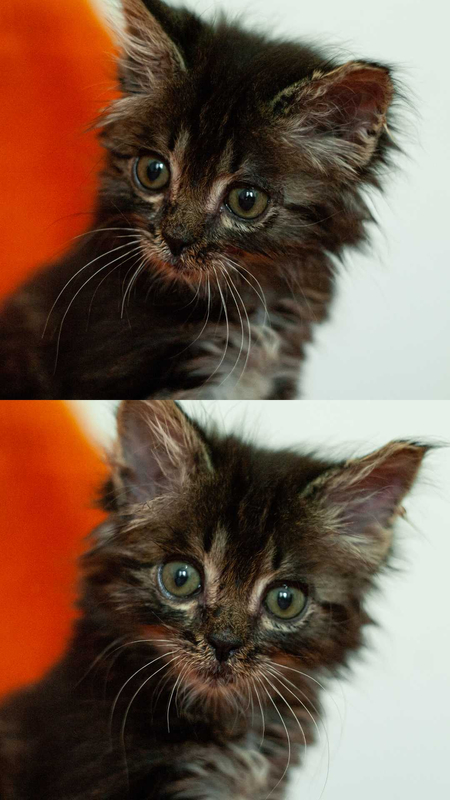 котенок 2 месяца мальчик