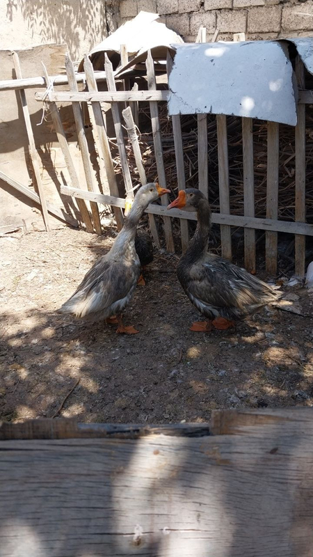 Gozlar sotiladi tuxumda
