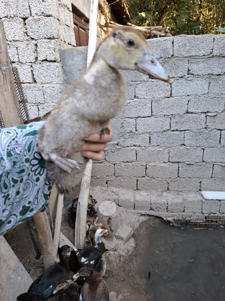 Инда уткалар сотилади