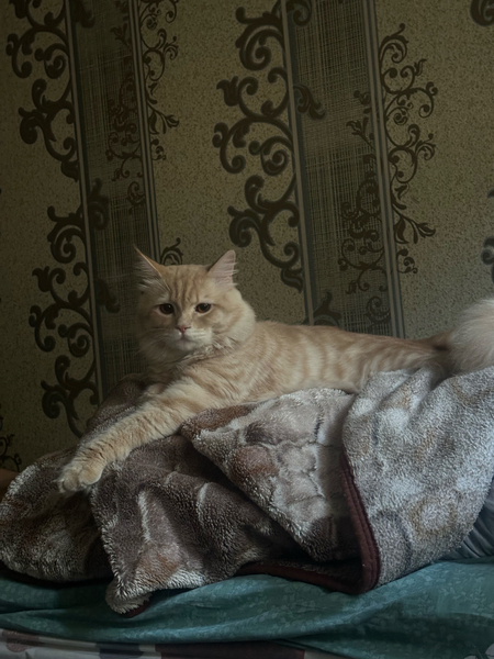 Кошка для вязки скотиш хайланд страйт