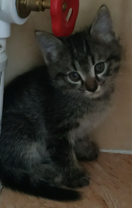 Котята отдам в хорошие руки