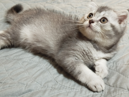 Британец котенок
