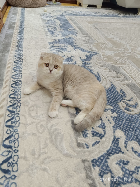 Скотиш Фолд Киз бола