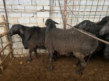 Qurbonlik qoʻylari