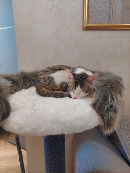 Котёнок девочка красавица