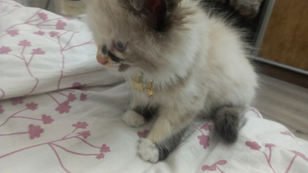 Котёнок Регдолл два месяца!