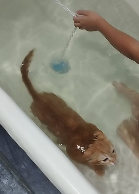 Отдам рыжего котенка, возраст 2,5 месяца