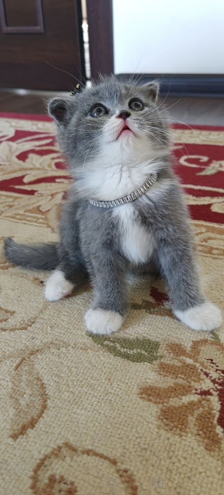 O'g'il mushuk. Scottish fold 2 oy

Toshkent, yangihayot