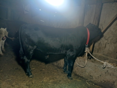 Angus buqa sotiladi