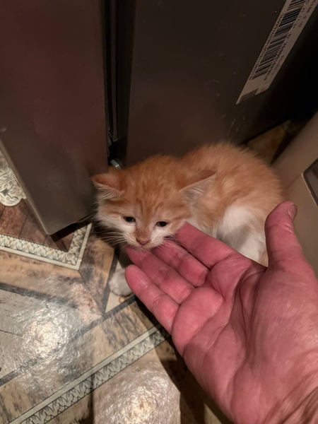 Бесплатно котята в ответственные руки