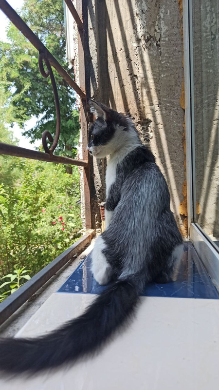 Отдам в хорошие руки.