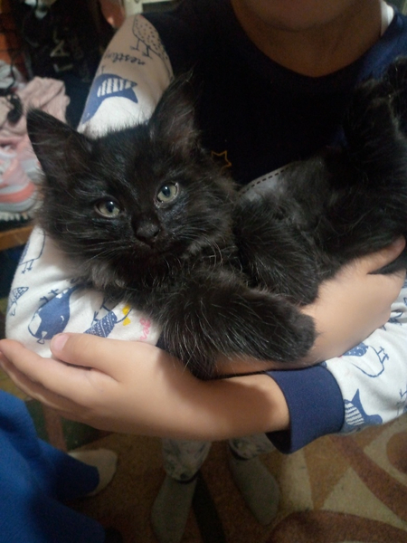 Продажа котят Мейнкун