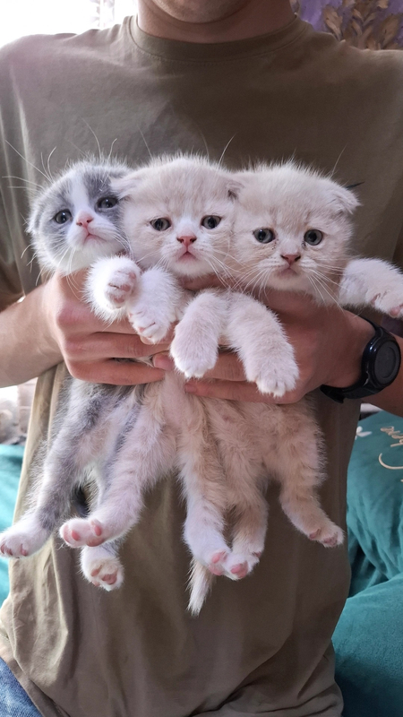 Scottish fold cat