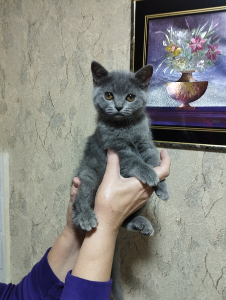 Продается котенок скотиш страйт