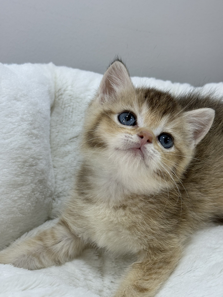 Британский котенок
