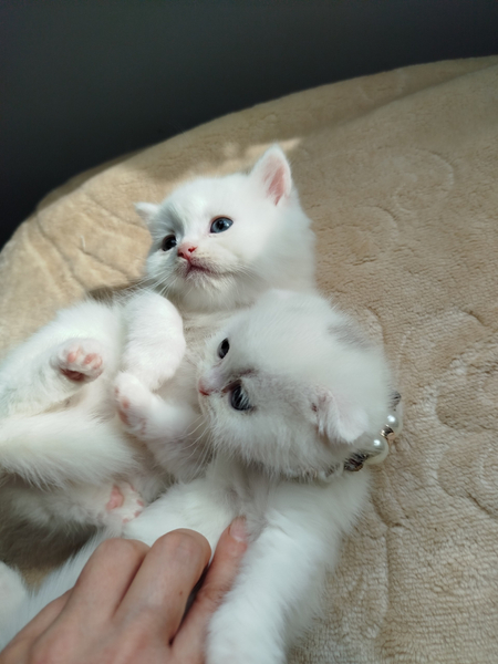 Британский котёнок