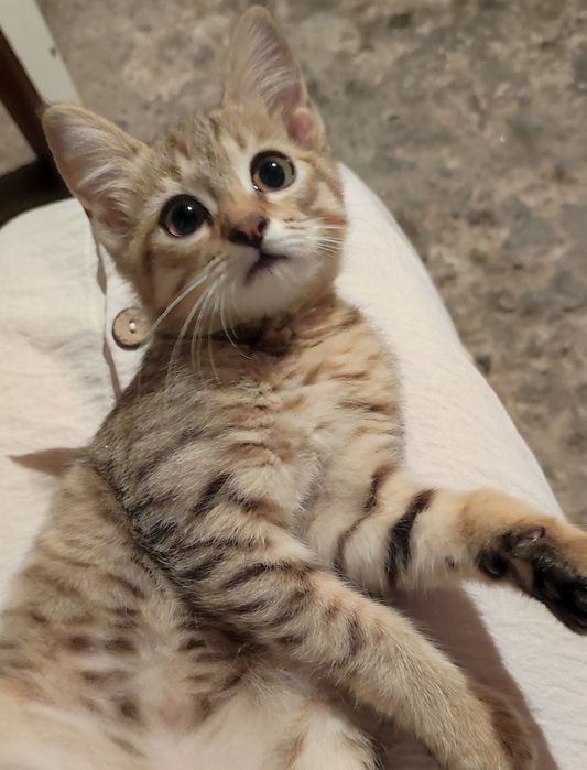 Отдам даром котёнка