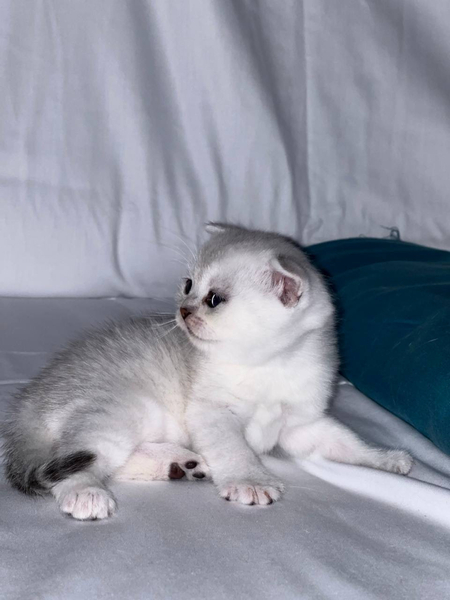 Продаются котята
