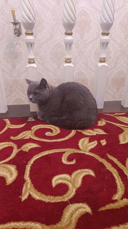 Продается британский кошка