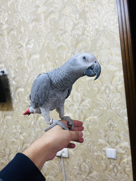 Жако jako ruchnoy 1yosh