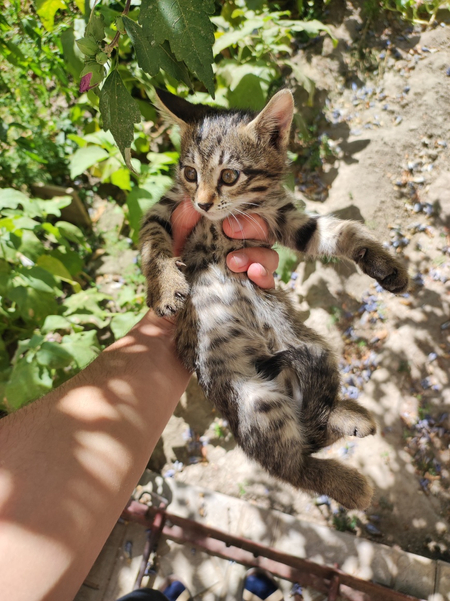 Отдам котят в хорошие руки