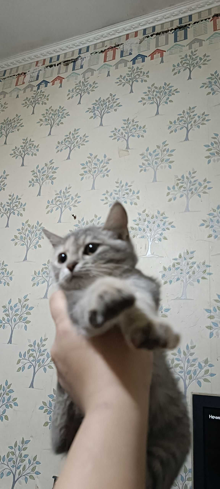 Котенок Скоттиш Страйт дымчато-серая\\n смешанная девочка