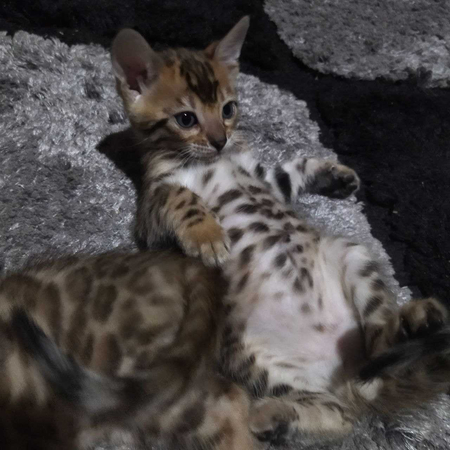 Котята бенгальской породы