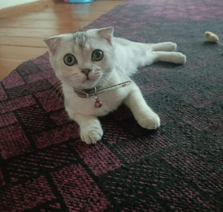Срочно продаётся котёнок скоттиш фолд серебристая шиншилла