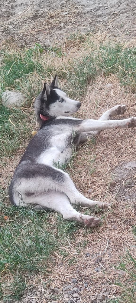 Собака 