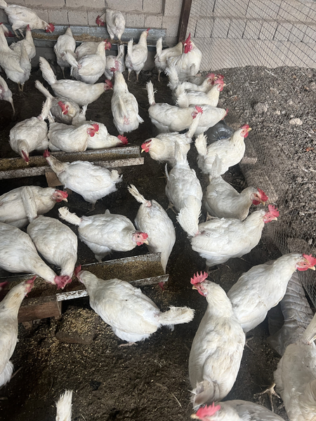 Loman sendi tovuqlari sotiladi
