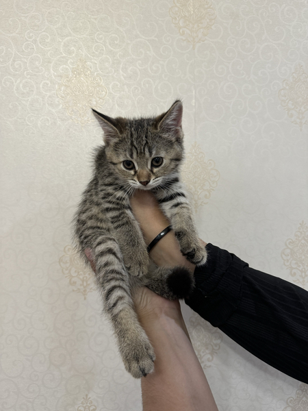 Котята Шиншелла 3дев 1мал