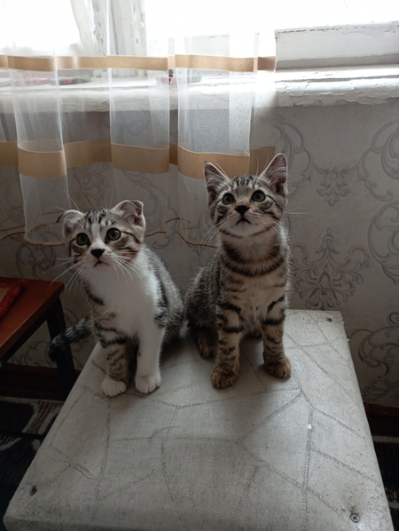 Отдам котят в хорошие руки (мальчики)