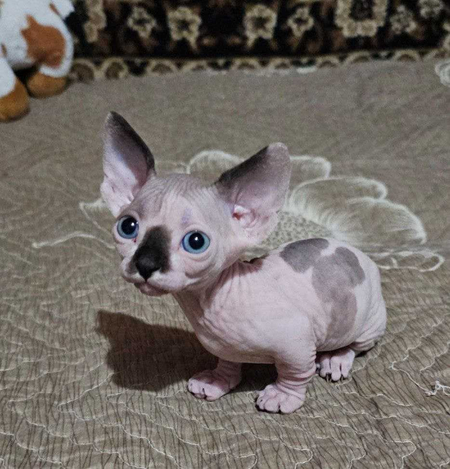 Котята бамбино,эльф,двельф!
